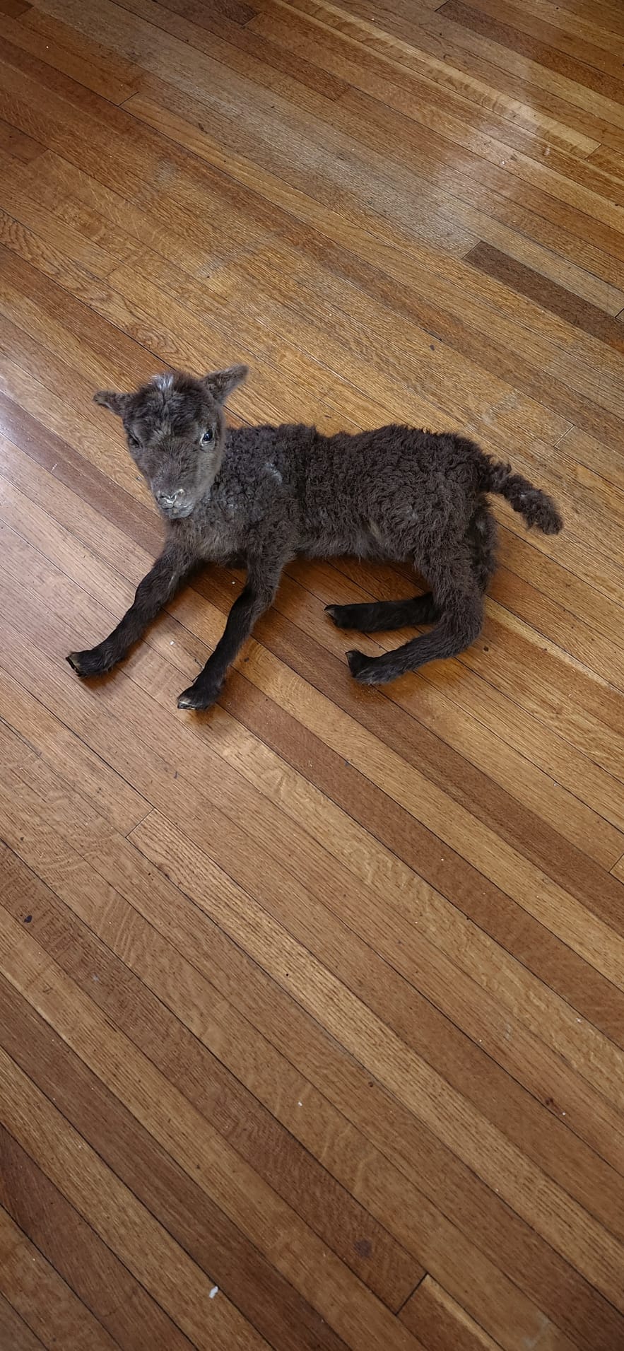 Fully posable soft mount baby lamb / goat / sheep taxidermy ...